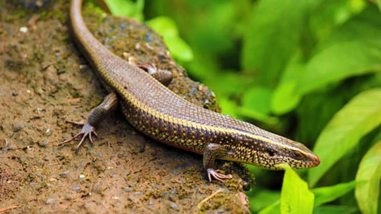 Australia’s rarest reptile, the kungaka skink, has been rediscovered ...