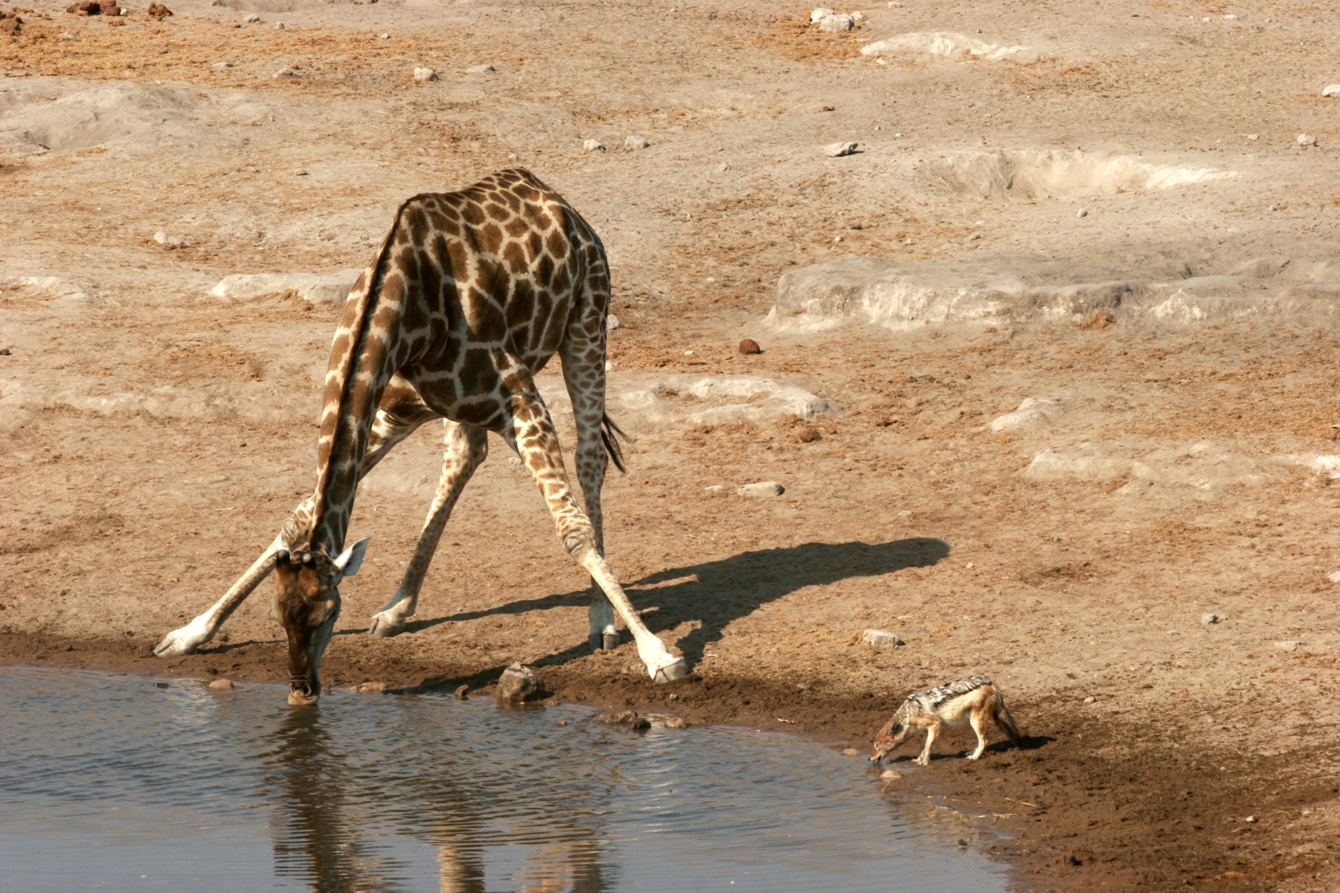 Where do wild animals get their salt?