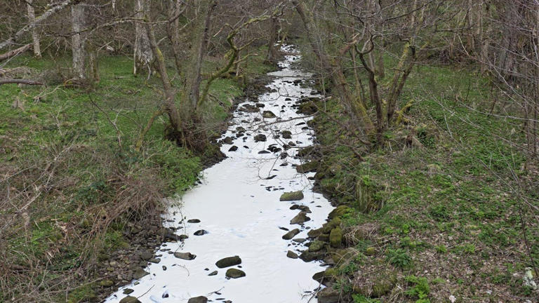 Fish, eels and birds killed in river pollution incident