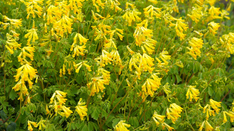15 perennials that bloom with bright yellow flowers