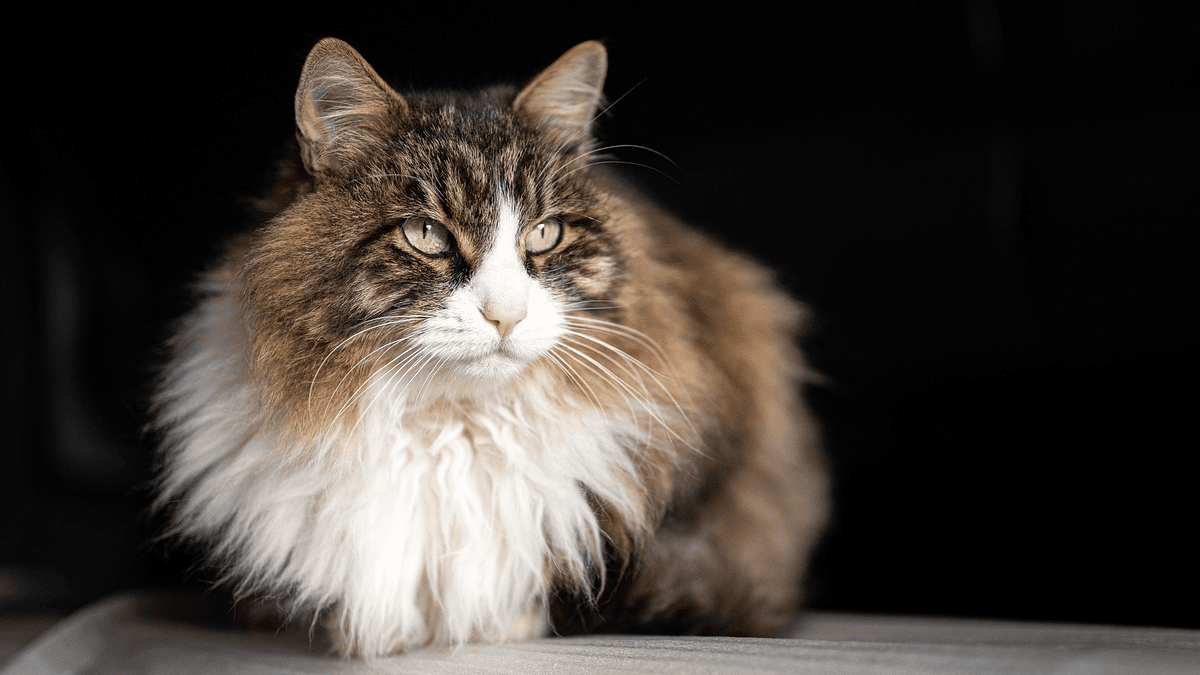 12 signs your cat is sick that many ignore (one of them is an urgent ...