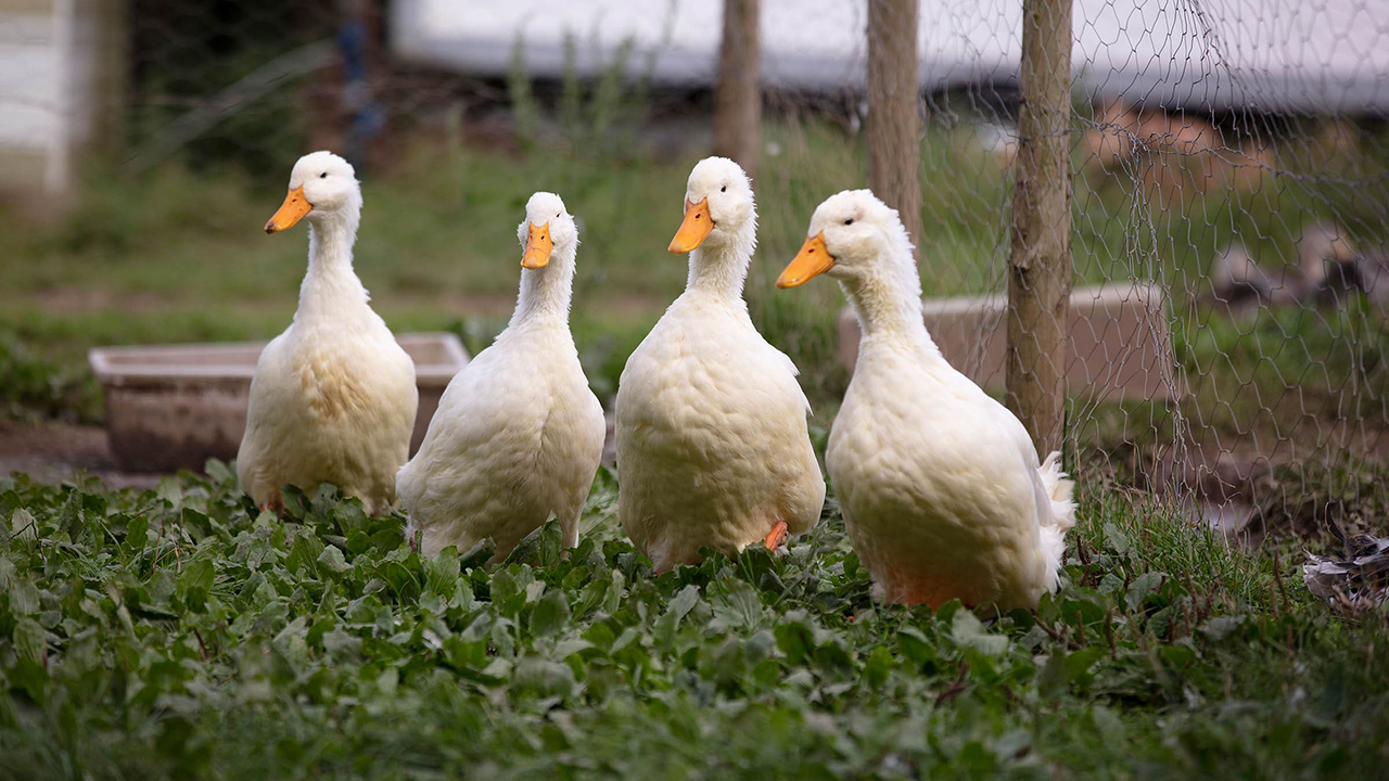 How to raise ducks: A beginner's guide to backyard ducks done right