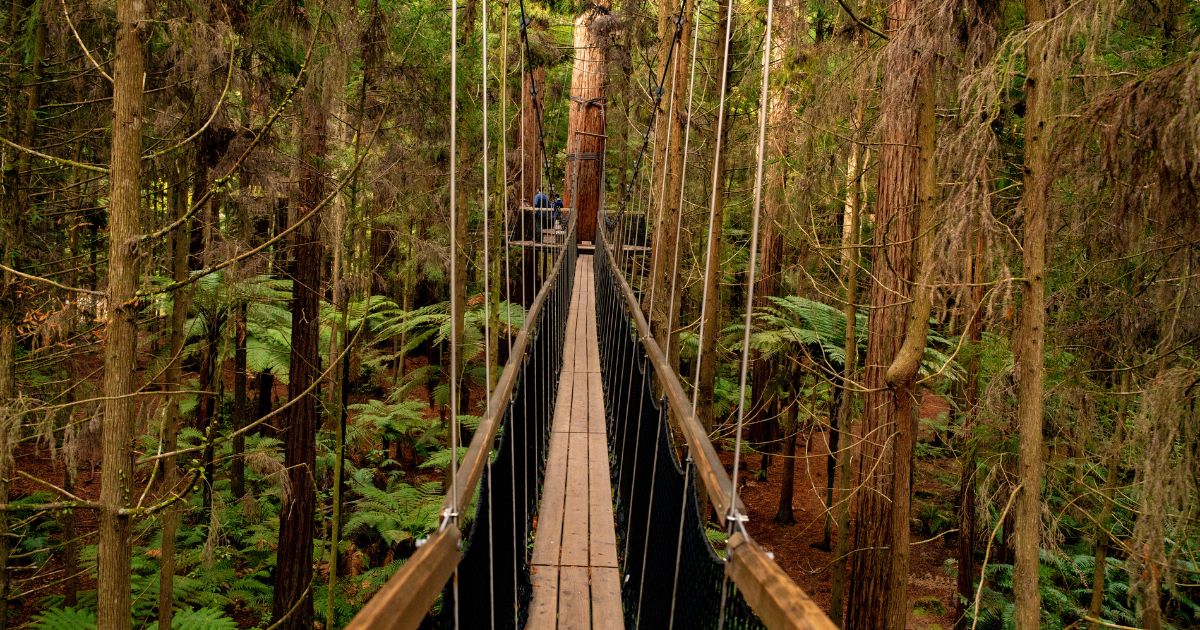 These 13 canopy walks in the US offer views you'll never forget