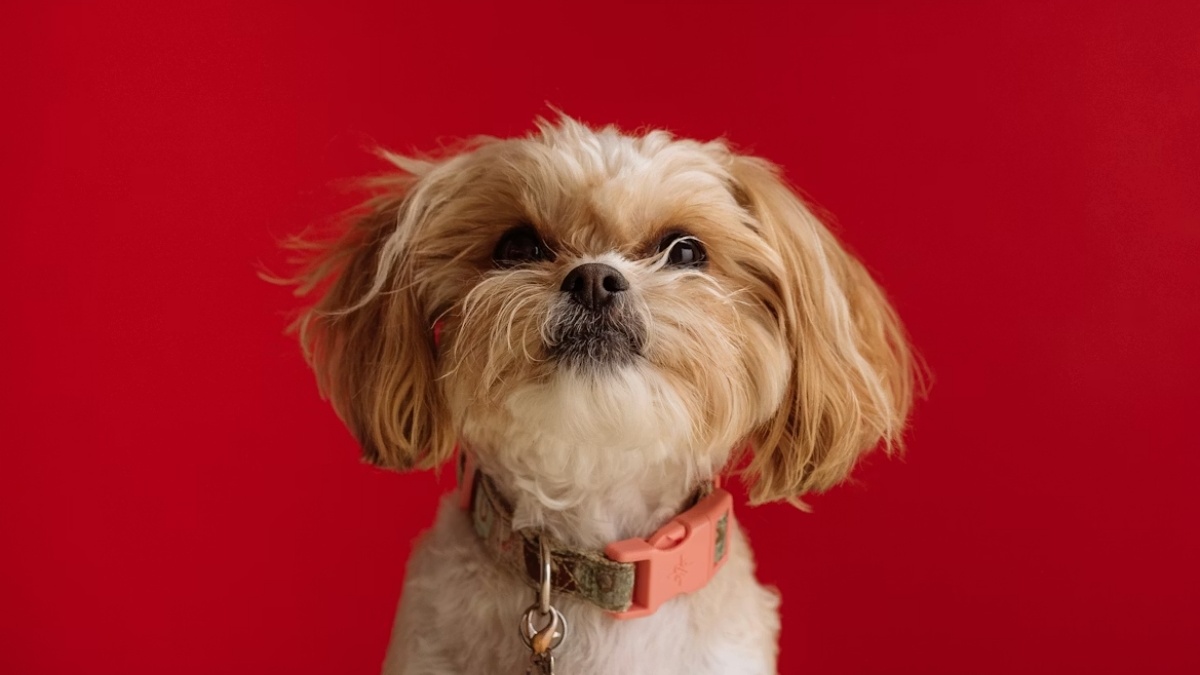 The 15 cutest and most affectionate dog breeds in the world, as ...