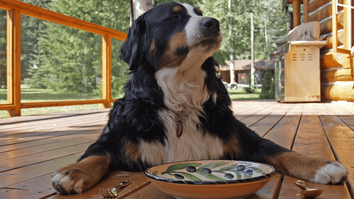 16 strange dog behaviors that actually have an explanation