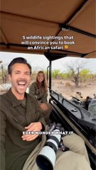 Five wildlife sightings that will convince you to book an African safari