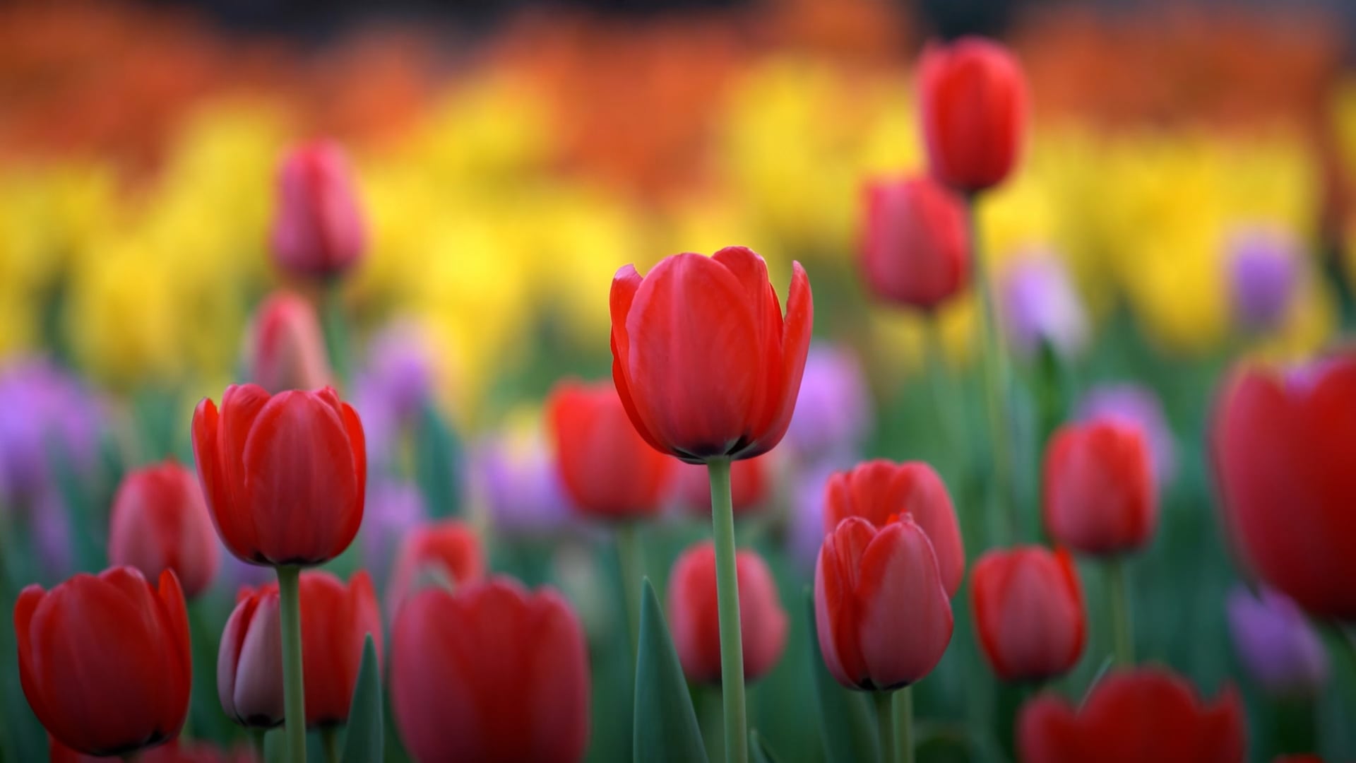 America's favorite flowers: The most popular petals in each state