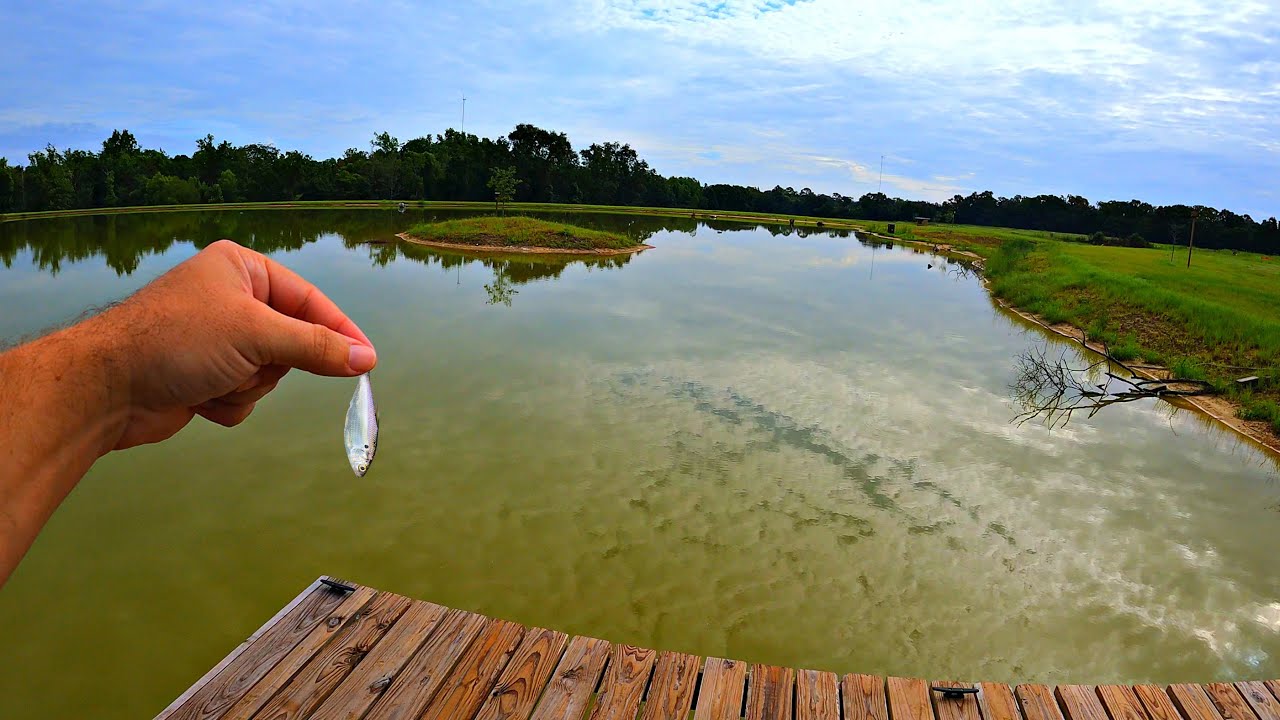 Building a 5 acre pond! (Hand feeding the bass)