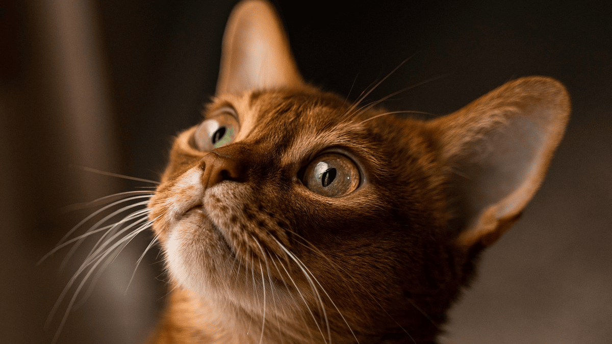 10 signs your cat loves you more than you imagine (would risk ...