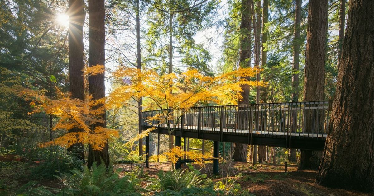 These 13 canopy walks in the US offer views you'll never forget