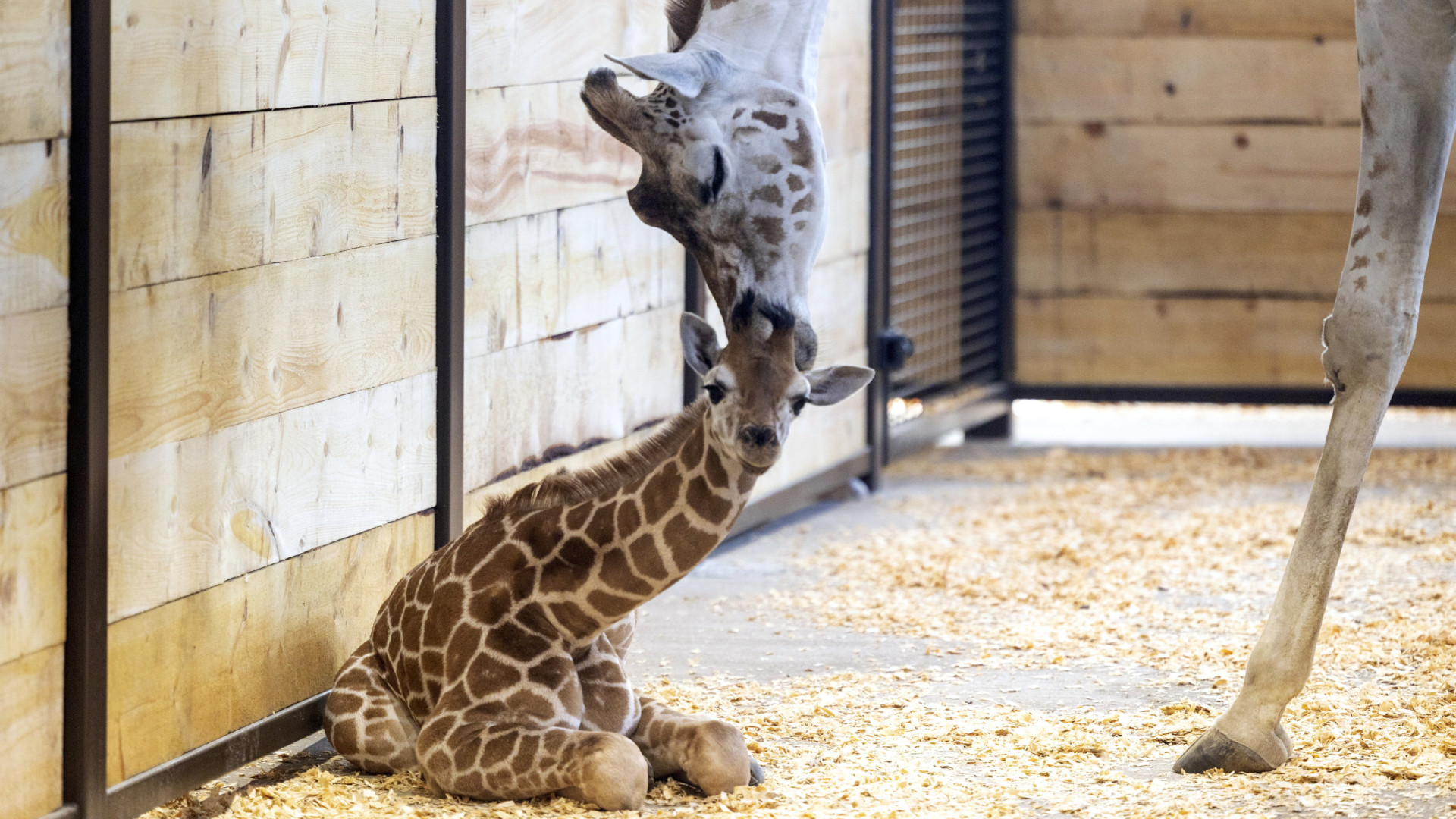 Animals that can walk minutes after birth