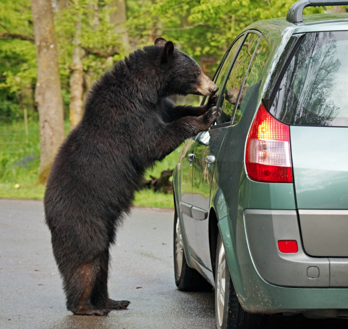 Black bear activity increasing across North Carolina, wildlife ...