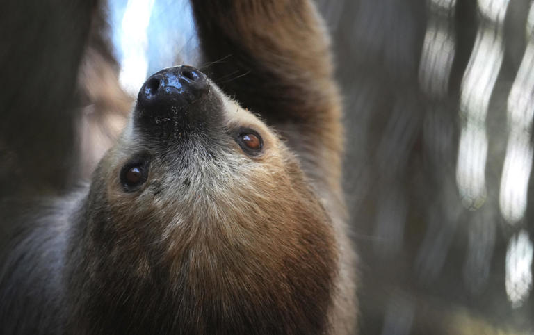 Brevard Zoo mourns death of two beloved sloths