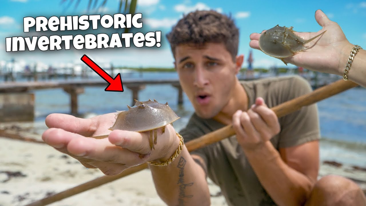 Catching prehistoric invertebrates for my aquarium!