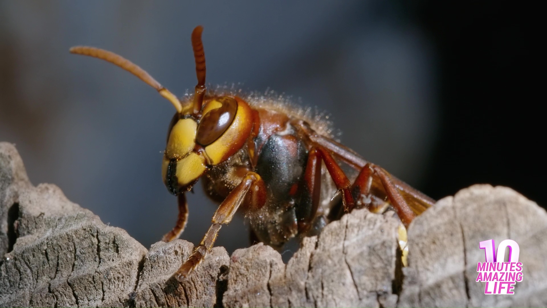 Hornet Guards Nest While Watching Surroundings Closely