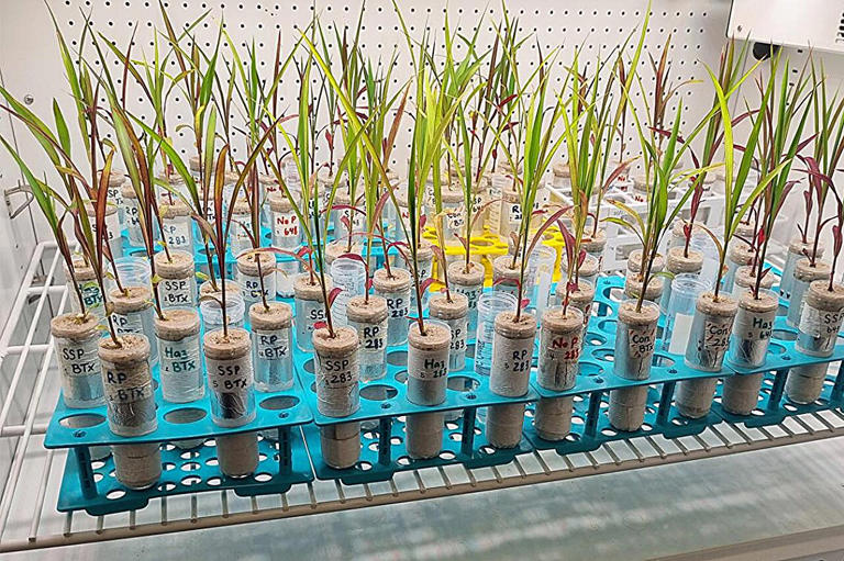 As modern crops turn 'lazy' underground, old sorghum may hold key to ...