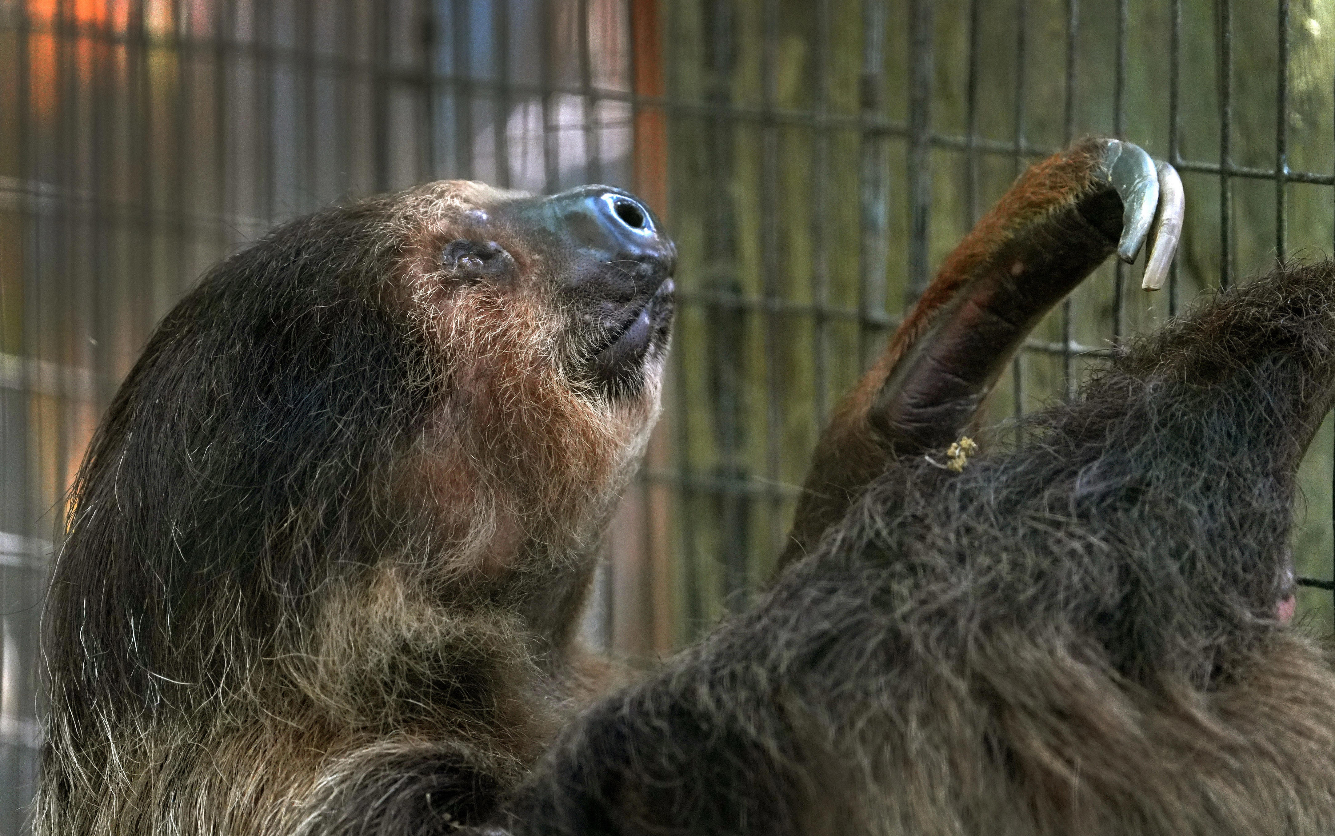 Florida bans sloth imports after 55 deaths at Sloth World warehouse