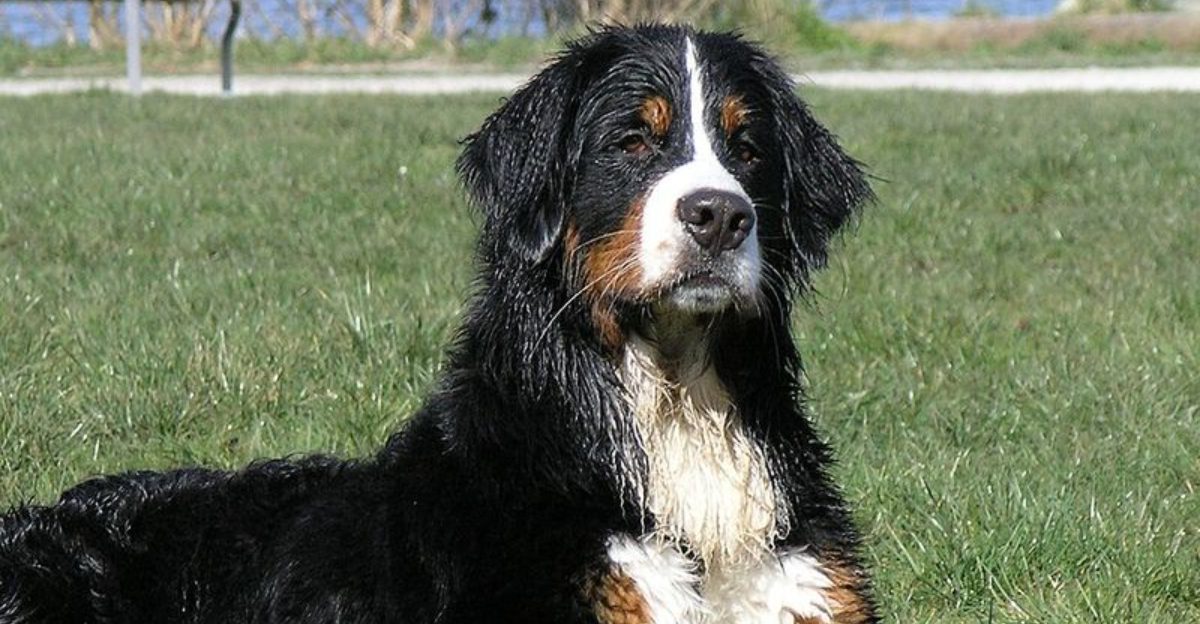 13 dog breeds that often top the list after serious research