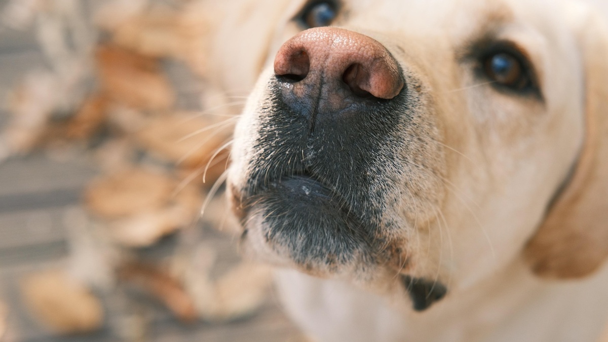9 questions only true dog lovers can answer