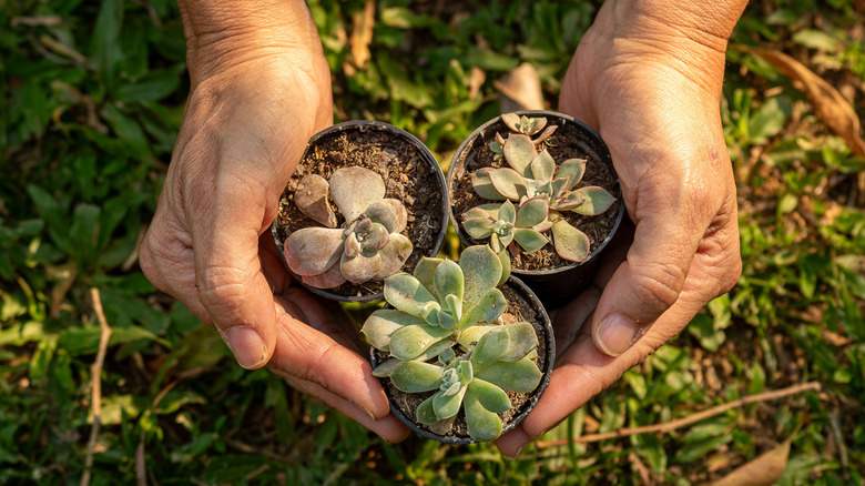 10 beautiful succulent garden design ideas to add curb appeal to your yard