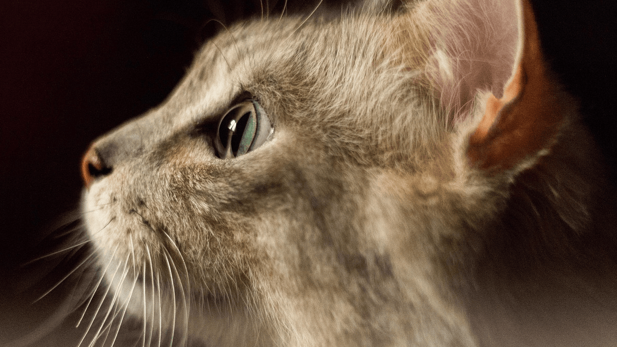 7 strange things cats do when they detect something humans can't see