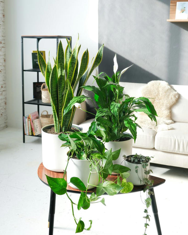 Plantas de interior: cómo distribuirlas en casa para un efecto más ...