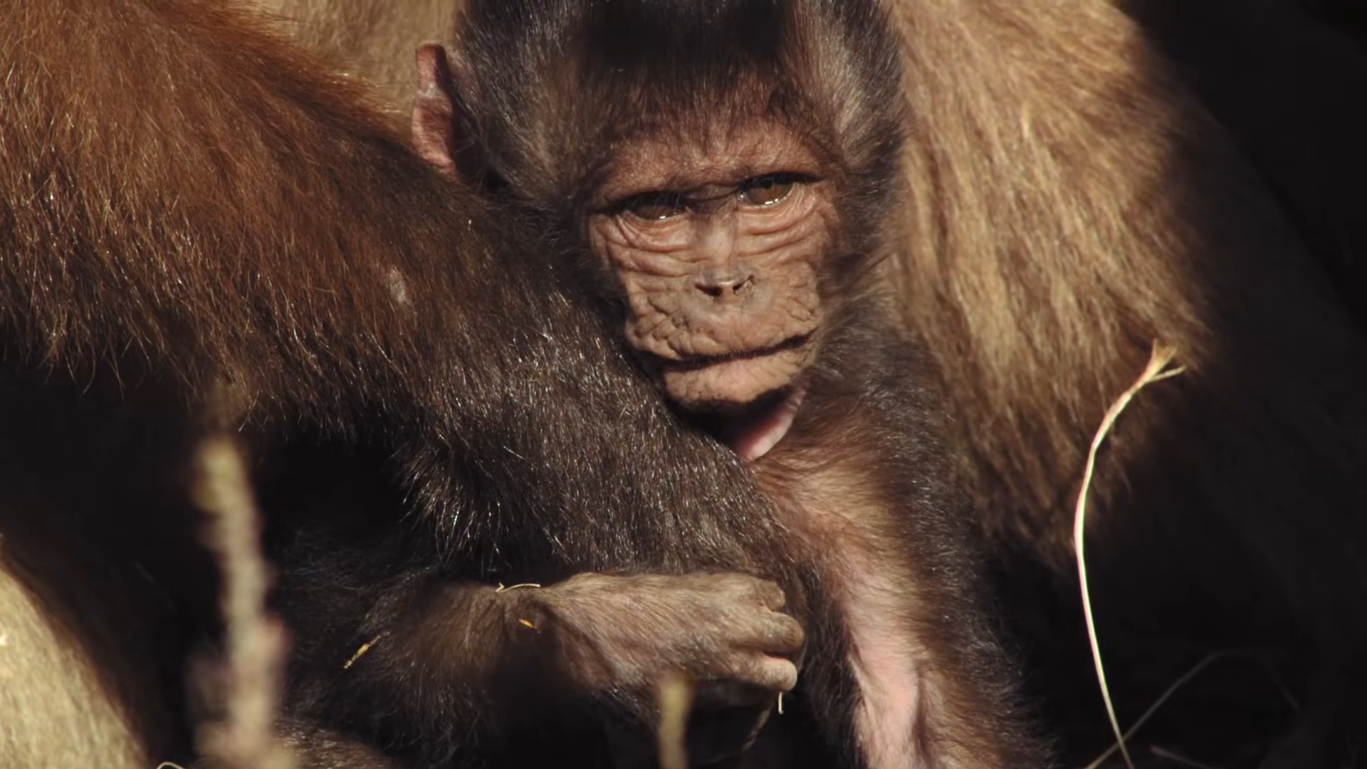 This monkey fought to protect his family - but nearly lost them all