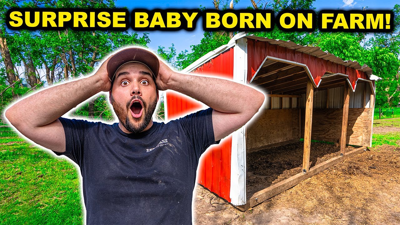 Surprise baby born on a backyard farm