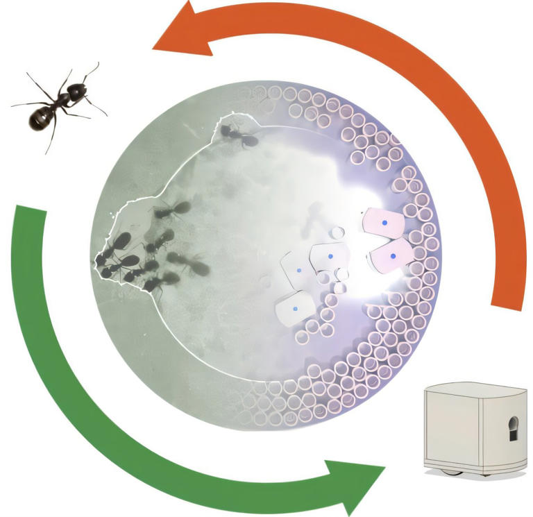 Simple robots inspired by ants collectively build and excavate