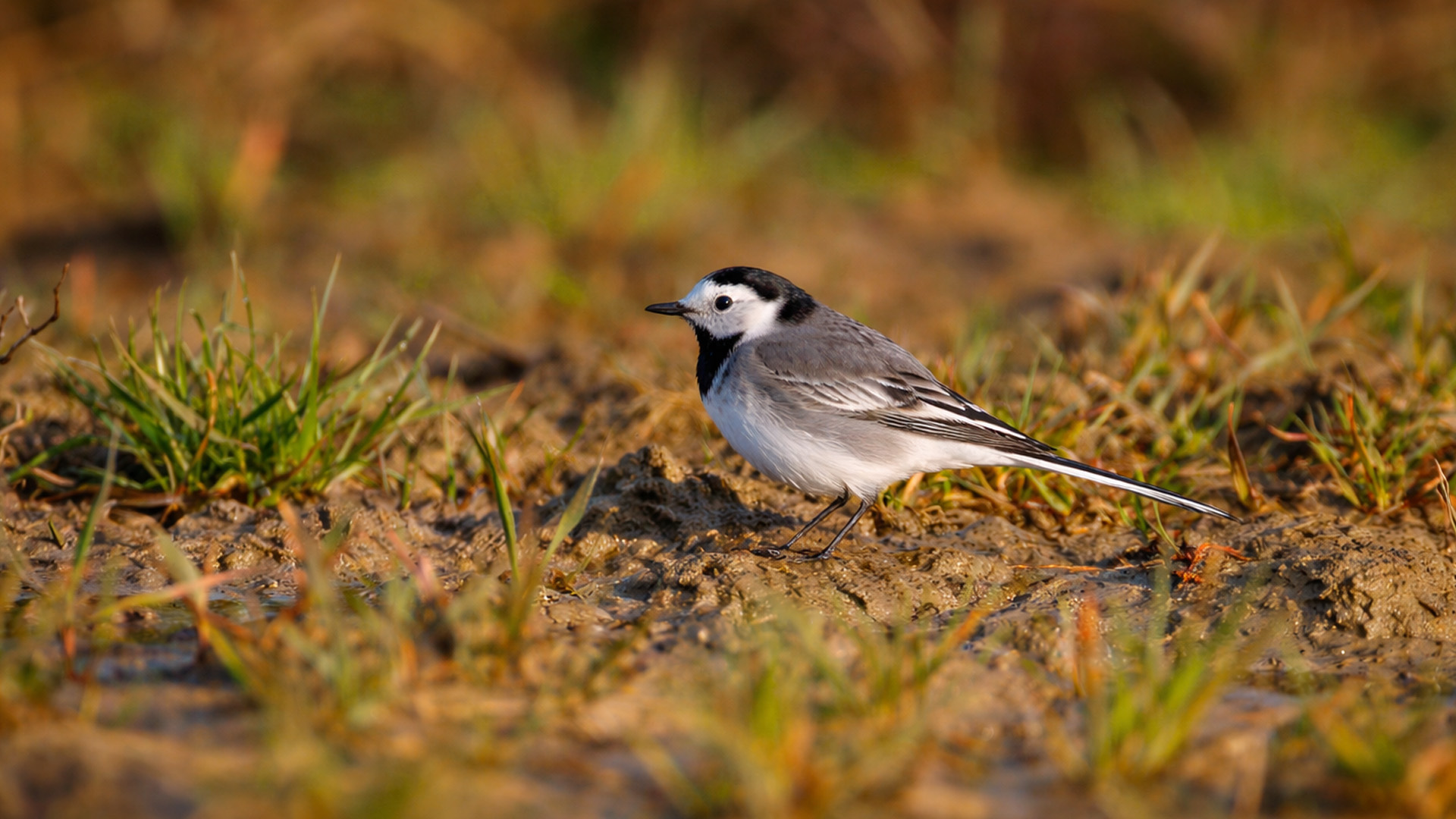 A small bird explores in silence - captured on hidden camera