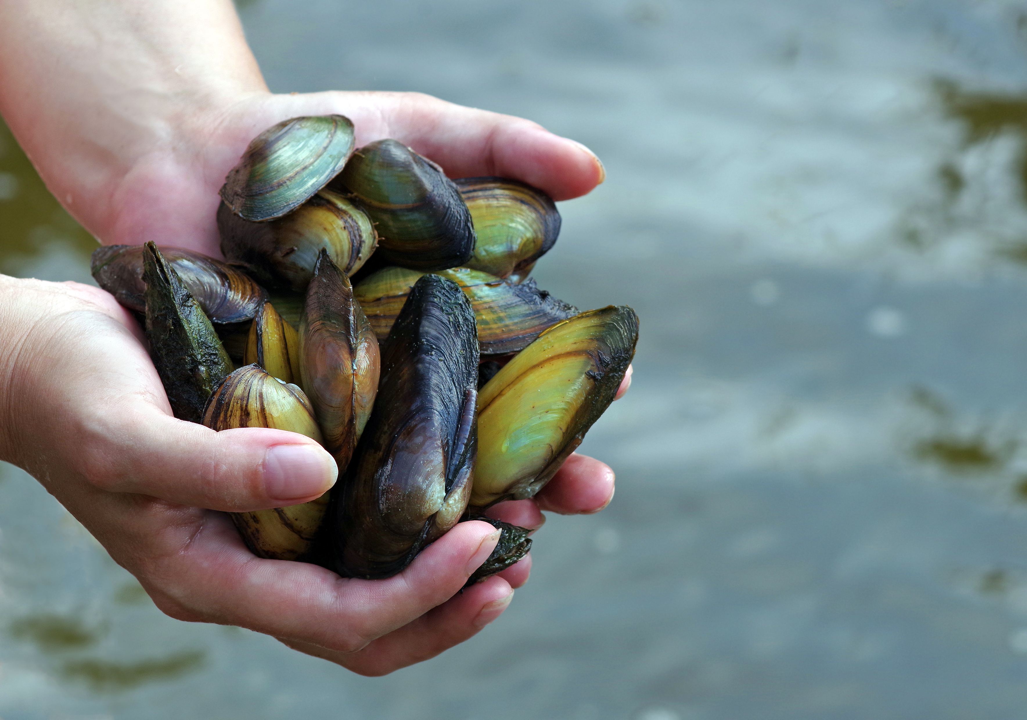 No one's sure what's causing this 'environmental catastrophe'