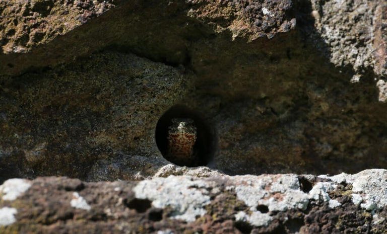 Researchers have just uncovered the world’s rarest reptile hiding in an ...