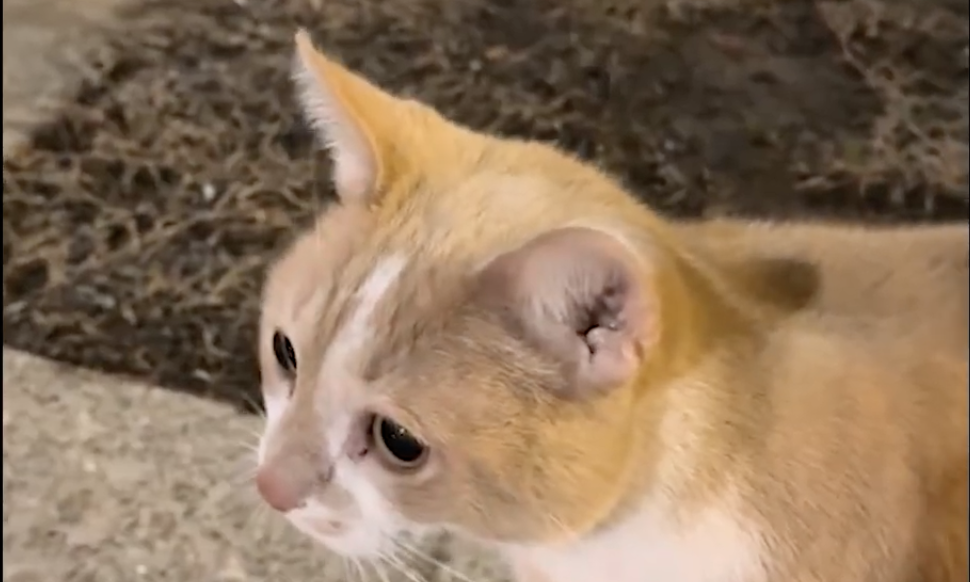 Cat thought it was the cops and took off
