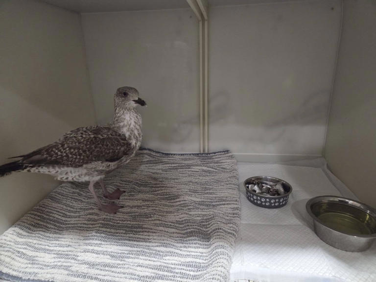 Heroic woman braves freezing water to rescue drowning seagull