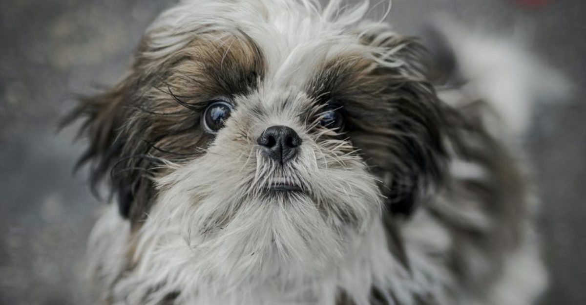 12 dog breeds that older owners say they'd choose again without ...