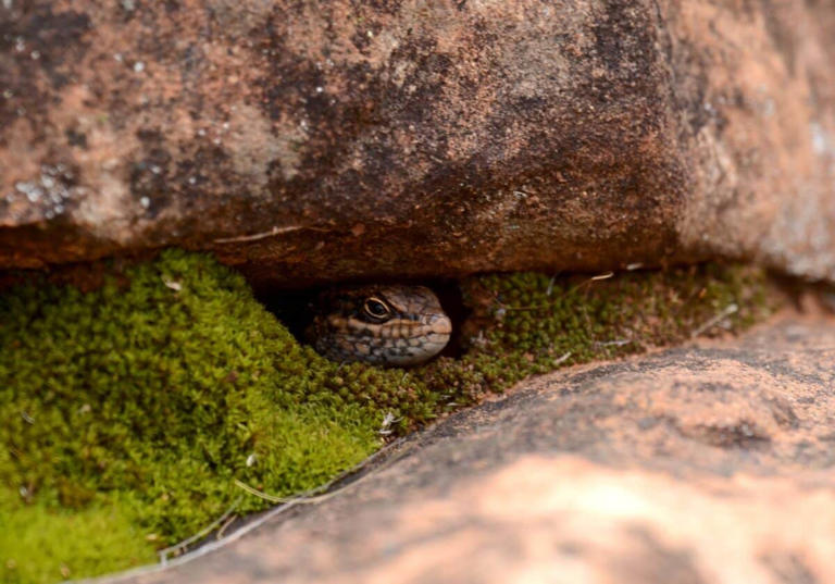 Researchers have just uncovered the world’s rarest reptile hiding in an ...