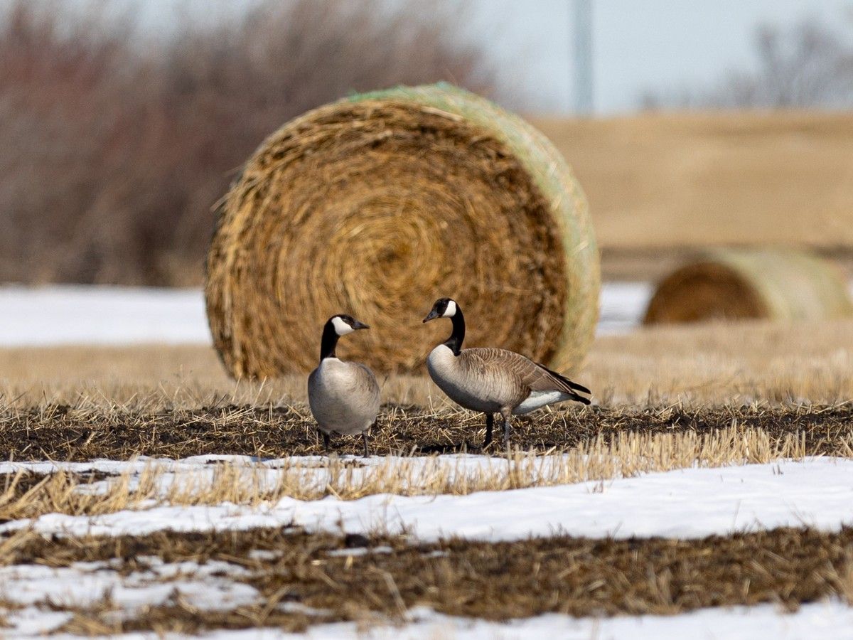 Sask. government undertaking 'comprehensive' review of farm land ownership