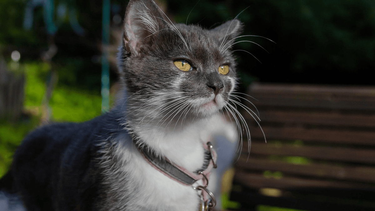 16 strange cat behaviors that actually have an explanation
