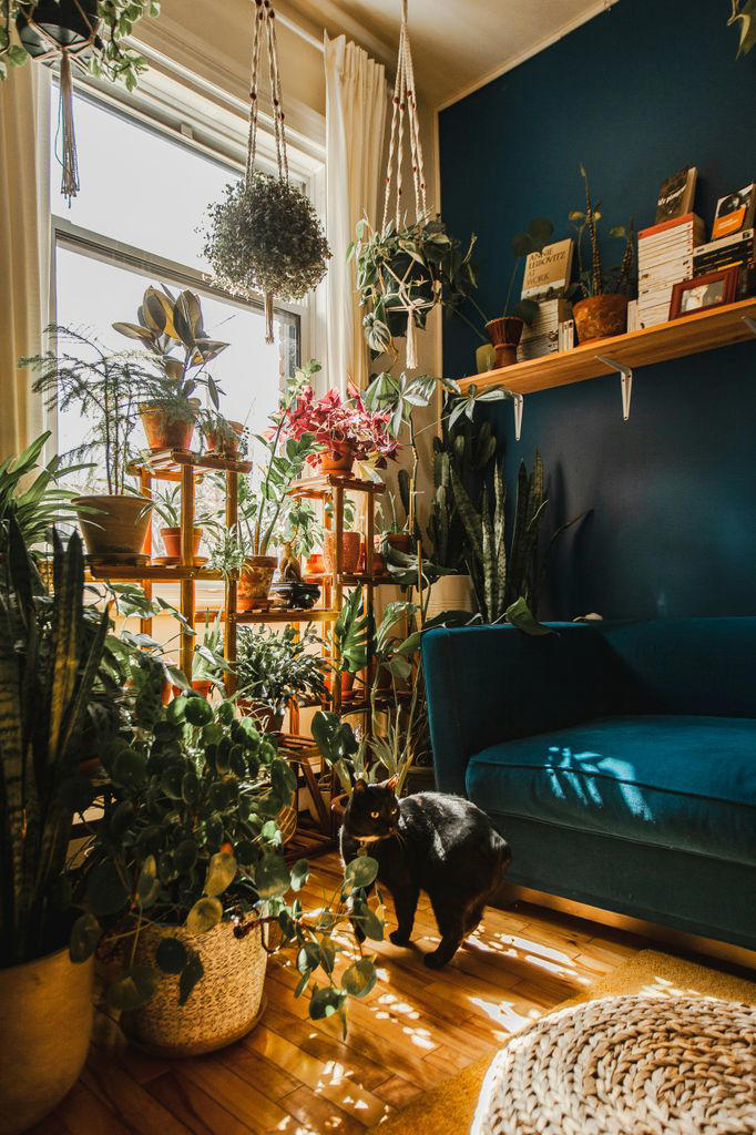 Plantas de interior: cómo distribuirlas en casa para un efecto más ...