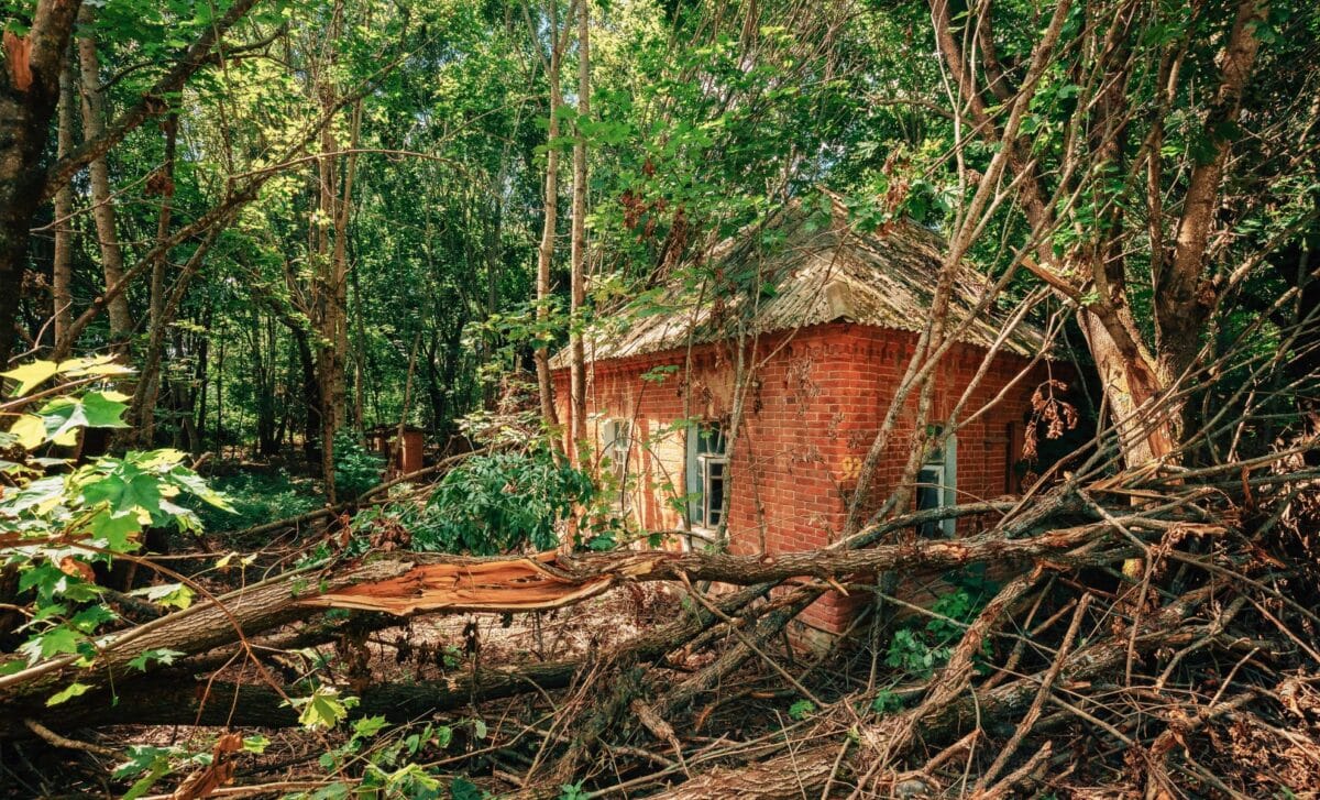 These trees were supposed to die after the nuclear bomb, scientists ...