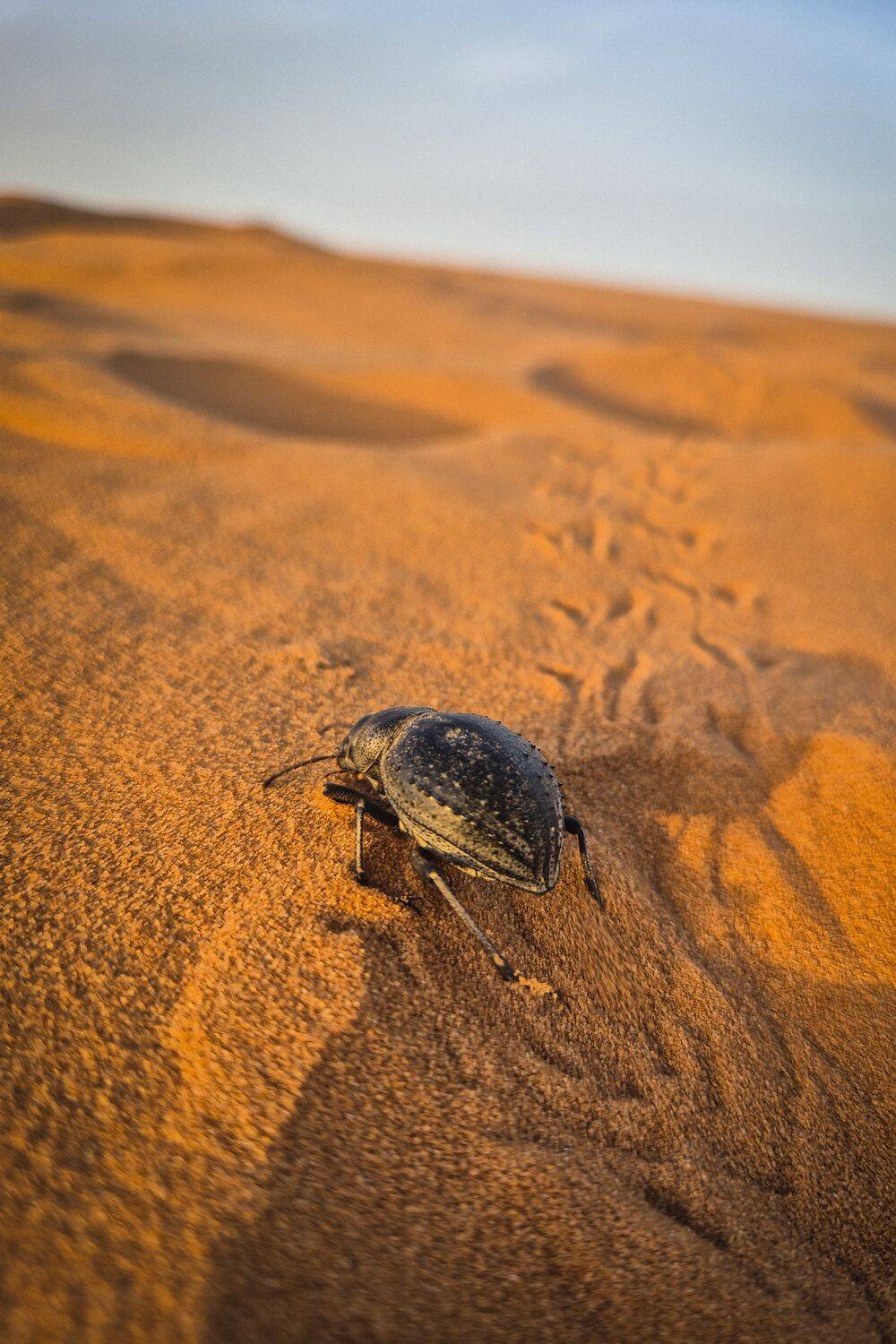Tiny creatures that have a huge impact on our world
