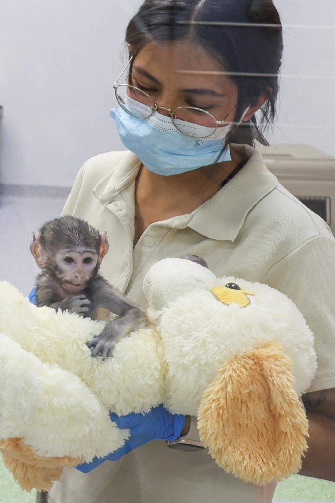 Meet Yuji, the 1.4-pound baby monkey clinging to a stuffed dog at ...