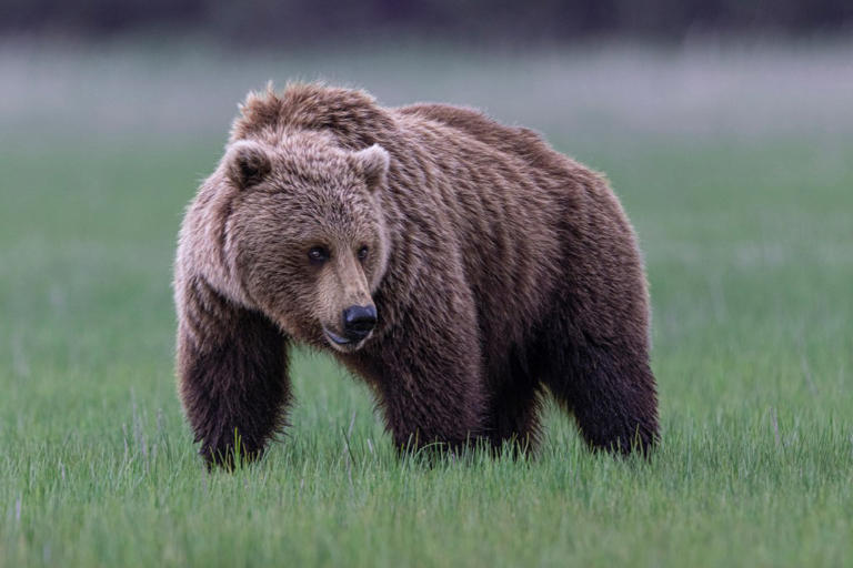 Brown bear attacks soldiers training in Alaska