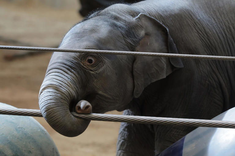 Baby elephant, rejected by her mother, forms new bond at National Zoo