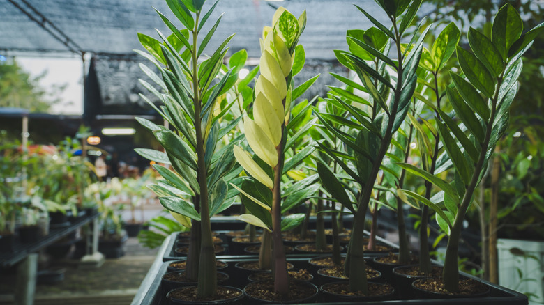 The stunning ZZ plant variety that changes colors as it gets older