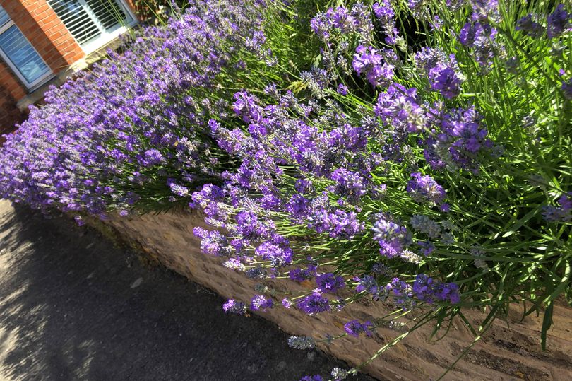 Gardeners with lavender urged to do 1 task now for better and longer ...