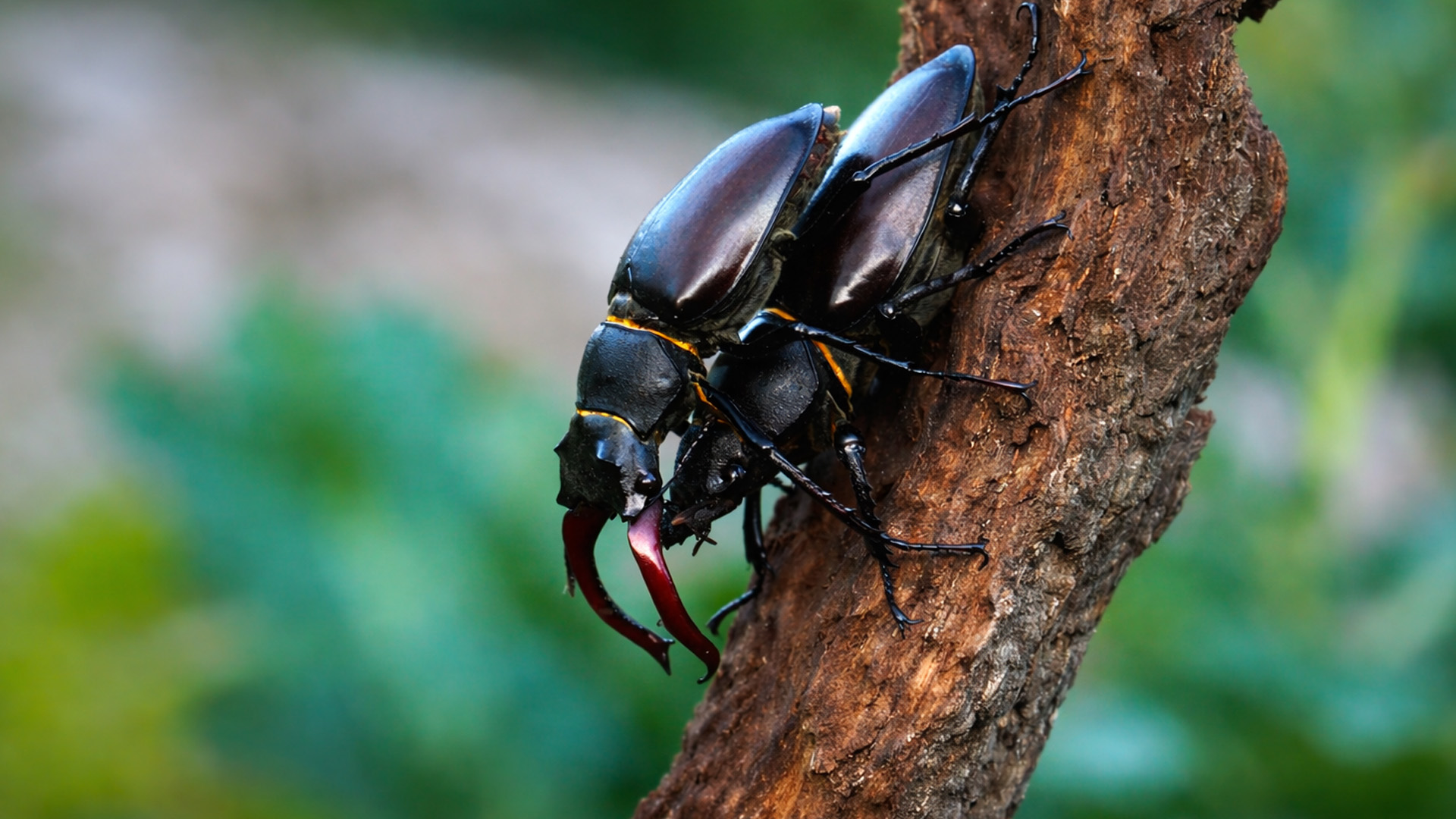 Hidden camera reveals what happens when these beetles meet