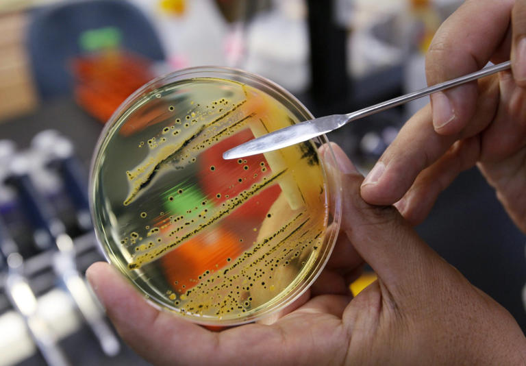 More cases of salmonella infection confirmed in outbreak tied to ...