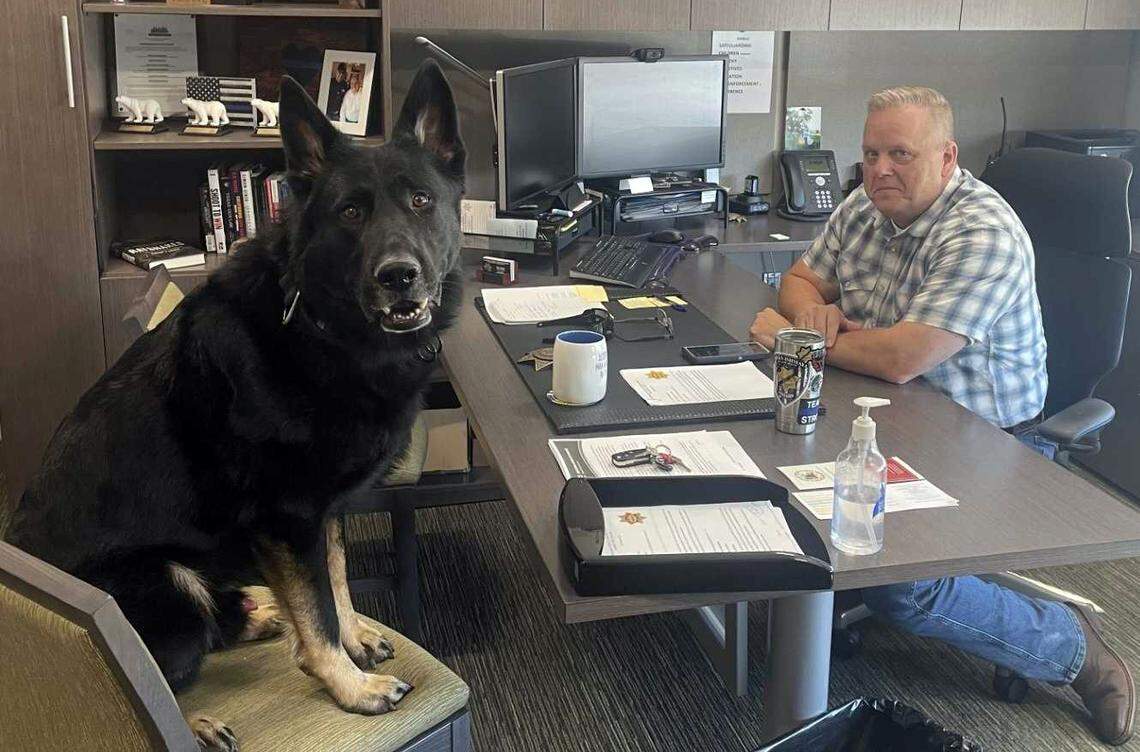 El Dorado K-9 Apollo dies suddenly after exercise session, Sheriff's ...
