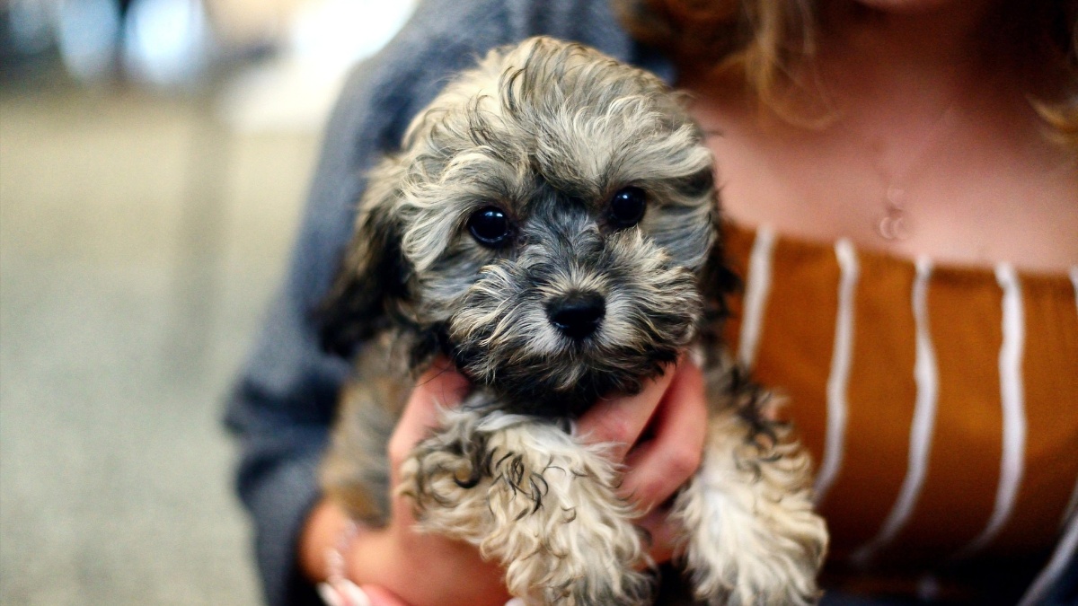 10 signs your dog is stressed and you might be missing it